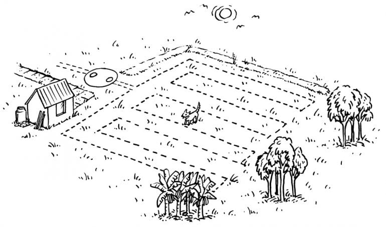 Planting On Your Septic Drain Field | What Should You Plant?